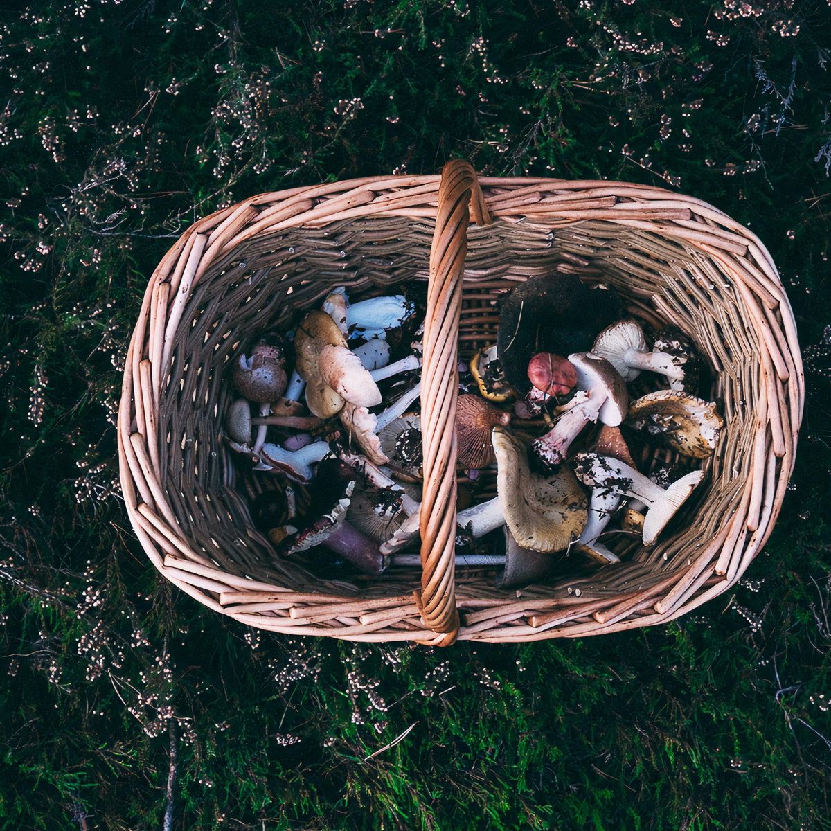 Edible Plants to Look for When Camping and Hiking in the Spring ...